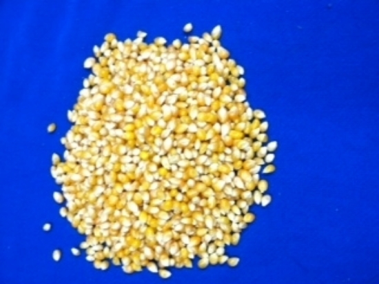 Pop Weaver YELLOW Hybrid Corn